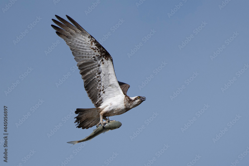 The eastern osprey is a diurnal, fish-eating bird of prey. Osprey can ...