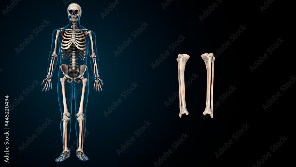 human skeleton system tibia and fibula bone joints anatomy. 3d ...