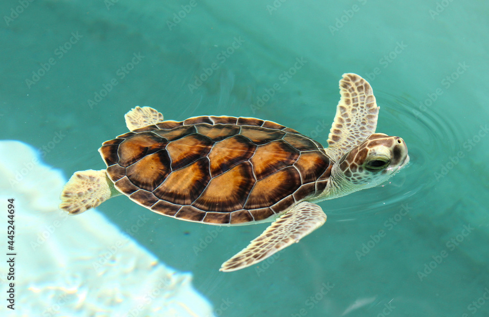 Small turtle at pool in Xcaret Park. Turtle on the territory of Xcaret ...