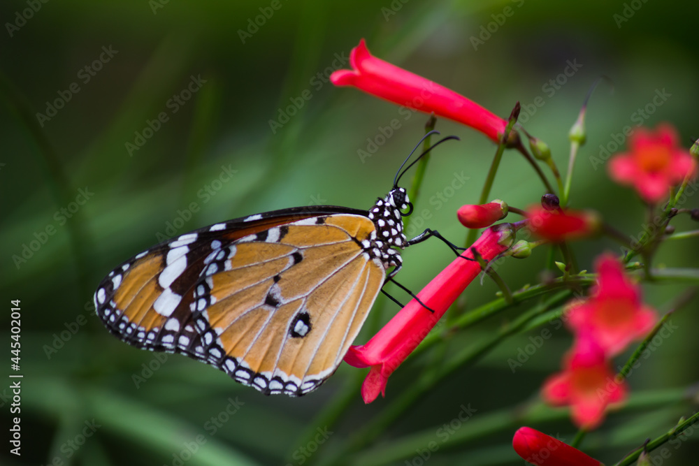 Danaus chrysippus, also known as the plain tiger, African queen, or ...