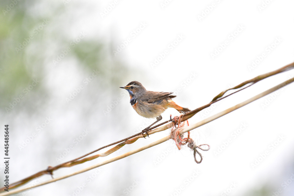 Beauty wildlife Bird living in forest Stock Photo | Adobe Stock