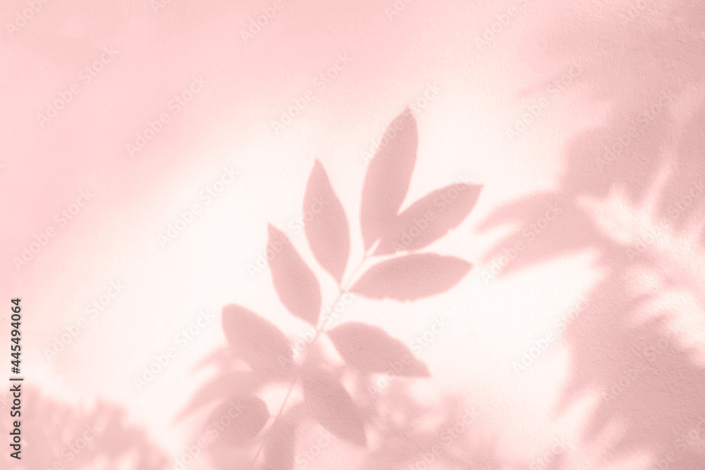 shadow and light pink background of leaf shadow tree branch on white ...