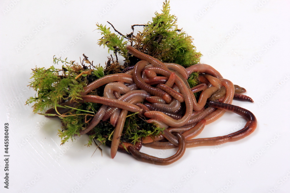 Common Earthworm Nightcrawler (Lumbricus Terrestris), group of ...