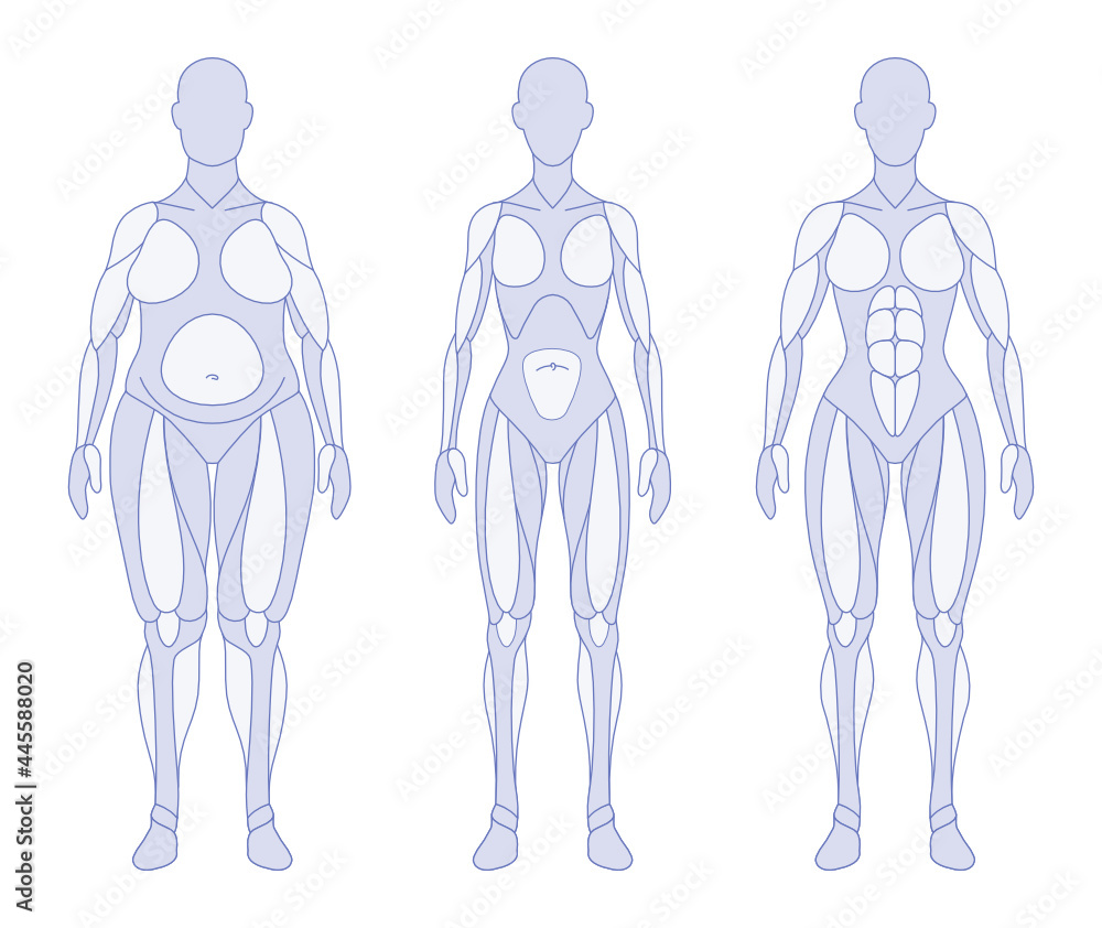Female body types anatomy front Stock Vector | Adobe Stock