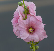 Purple Poppy Mallow Close-up Free Stock Photo - Public Domain Pictures