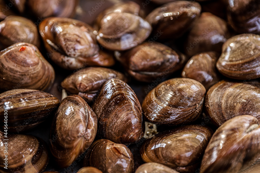 Piled clams, fresh food, seafood, seafood in Kino Viejo bay, clam in ...