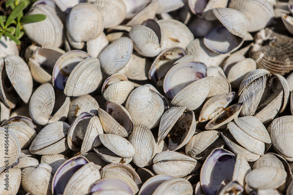 clam chirla, clam shells piled up, shellfish discarded estuary, clam in ...