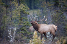 Bull Elk Calling Free Stock Photo - Public Domain Pictures