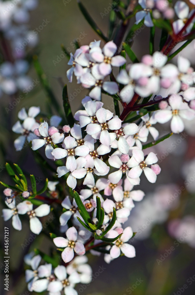 Delicate white flowers of the Australian native Zieria laevigata ...