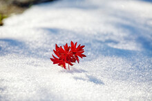 Red Leaf On Snow Close-up Free Stock Photo - Public Domain Pictures