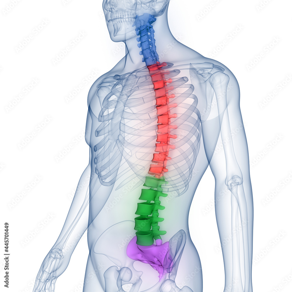Spinal Cord Vertebral Column of Human Skeleton System Anatomy Stock ...