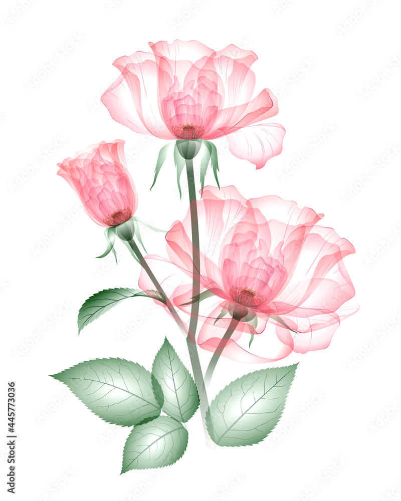 Transparent roses of soft pink color, on a white background, drawing x ...
