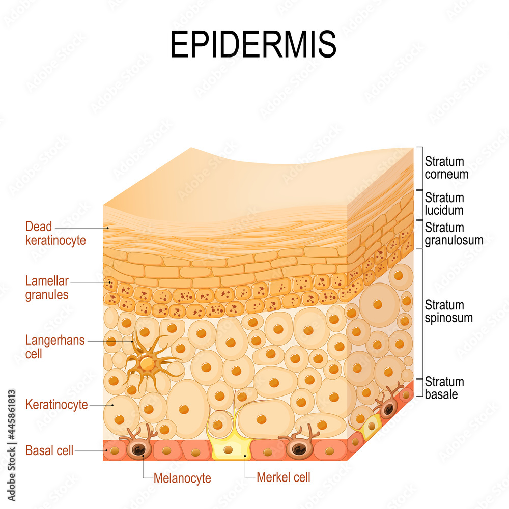 epidermis anatomy. layers and Cell structure Stock Vector | Adobe Stock