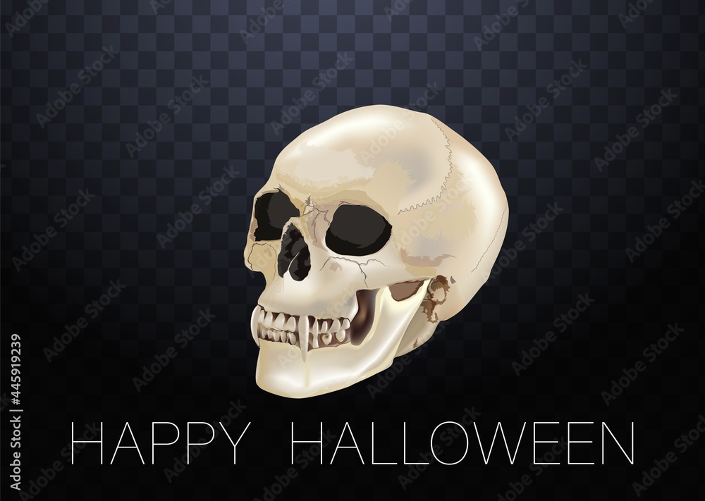Stock vector illustration realistic human skull isolated on a ...
