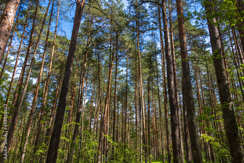 Pine trees in a forest in northern Russia on a sunny summer day ...