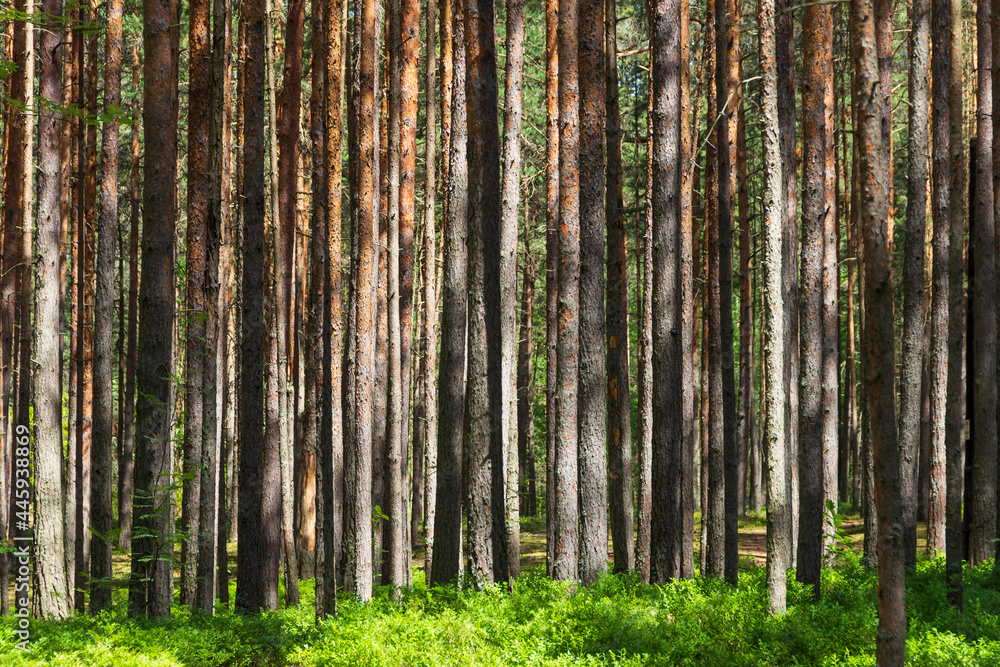 Pine trees in a forest in northern Russia on a sunny summer day ...
