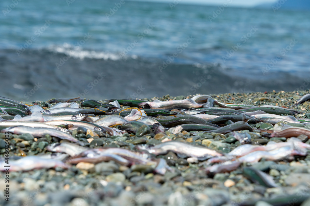 Small fresh female capelin fish or capelin smelt with green and silver ...