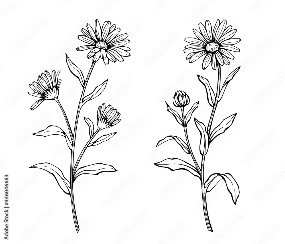 calendula illustration