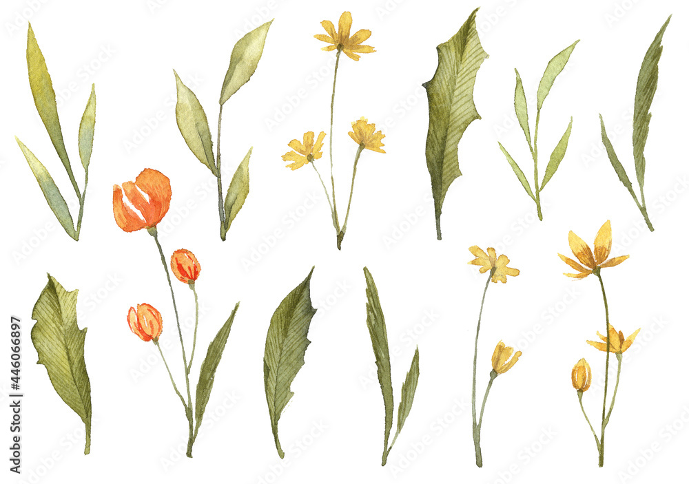 Set of watercolor wild flowers. Watercolor clip art objects isolated on ...