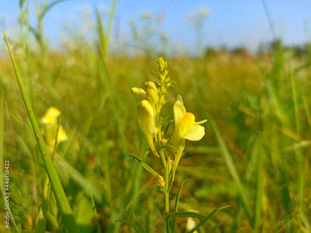 Linaria vulgaris, the common toadflax, yellow toadflax, butter-and-eggs ...