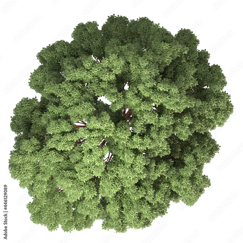 VEGETATION TOP VIEW - TREES AND BUSHES IN PLAN Stock Illustration ...