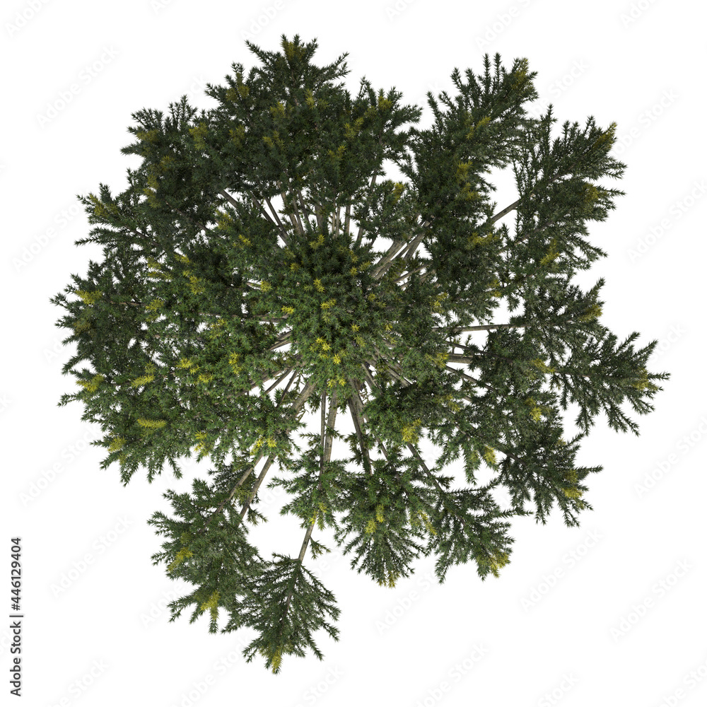 VEGETATION TOP VIEW - TREES AND BUSHES IN PLAN Stock Illustration ...