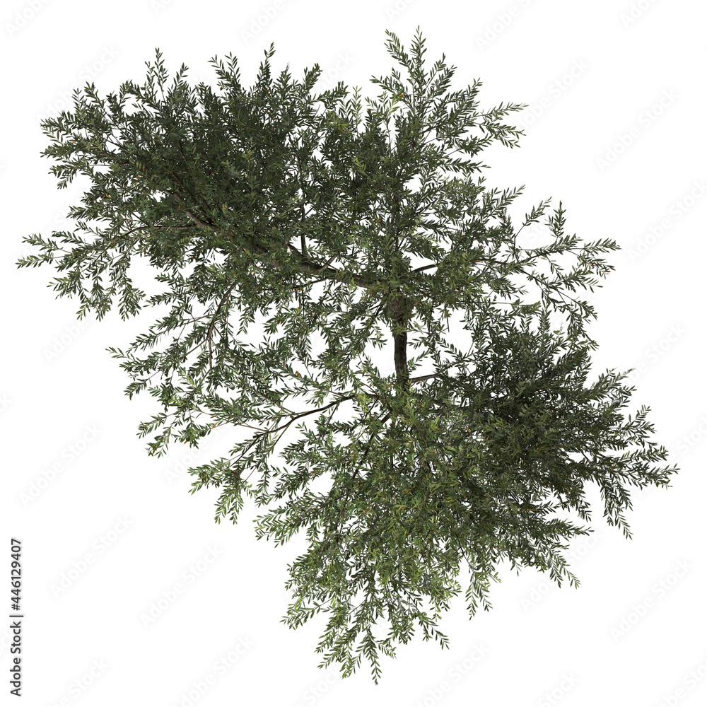VEGETATION TOP VIEW - TREES AND BUSHES IN PLAN Stock Illustration ...