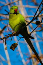 Kramer Parrot Free Stock Photo - Public Domain Pictures
