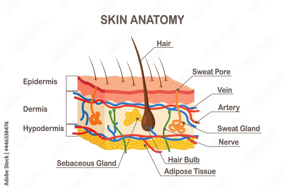 Human skin anatomy. Layered epidermis with hair bulb, sweat and ...