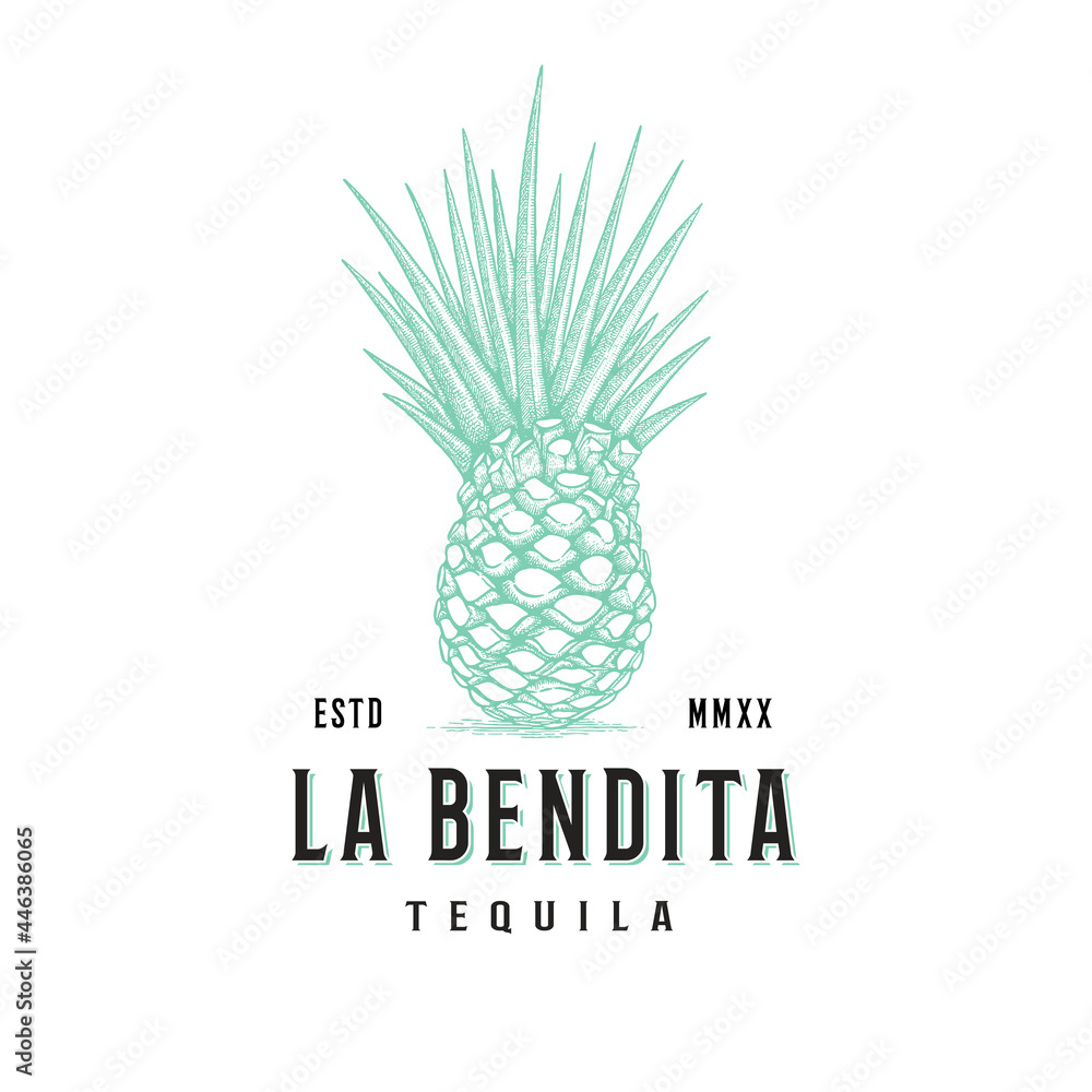 Agave vector logo design. Hand drawn agave vector isolated on white ...