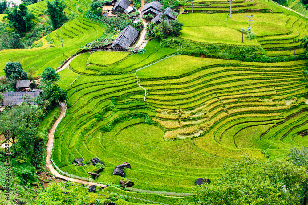 Rice fields on terraced of Y Ty, Bat Xat, Lao Cai, Viet Nam. Rice ...