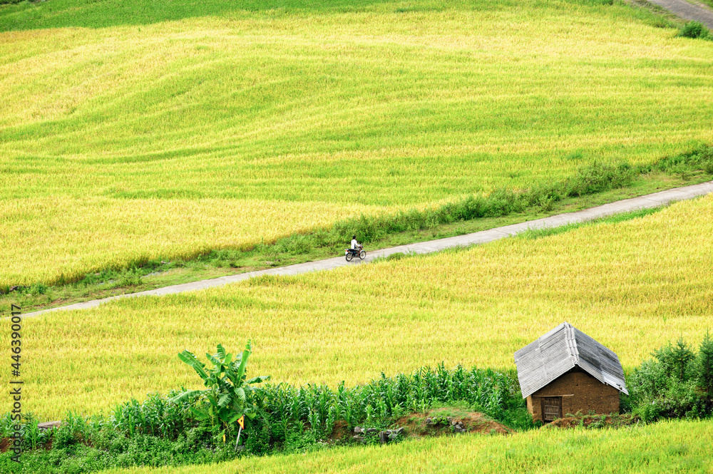 Rice fields on terraced of Y Ty, Bat Xat, Lao Cai, Viet Nam. Rice ...