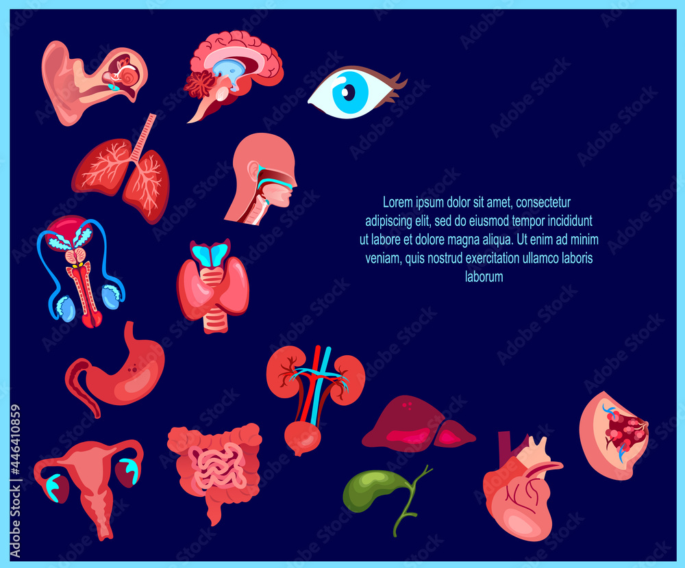 Bright Human Healthy Organs Set.Vector Illustration Icon Design ...