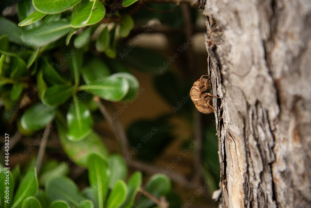 Cicada cast skin or exuviae after the adult cicada has left, from Silo ...