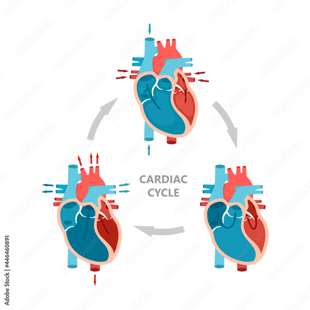 Phases of the cardiac cycle - diastole, atrial systole and atrial ...