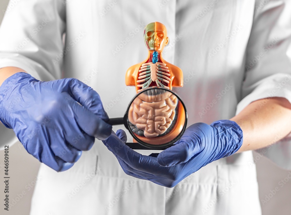 Concept of intestine and digestive system study and diagnostics ...