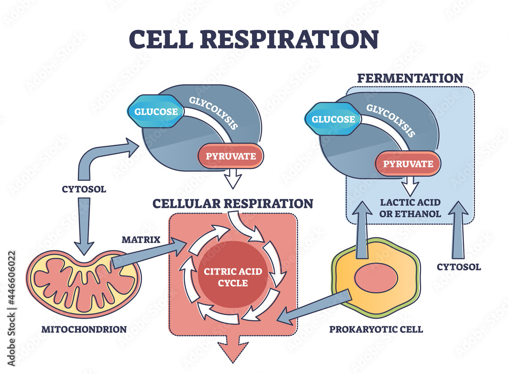 Cell respiration process explanation with biological stages outline ...