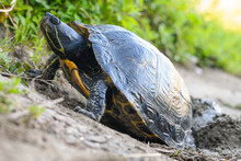 Red Eared Slider Turtle Free Stock Photo - Public Domain Pictures
