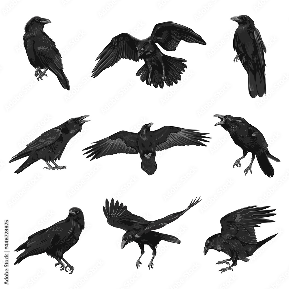 Raven drawing high quality vector illustration.Black Raven.Crow. Stock ...
