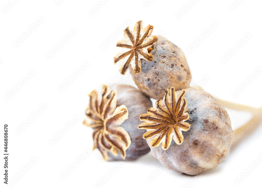 Dried opium poppy pods, macro. Also known as Papaver somniferum ...