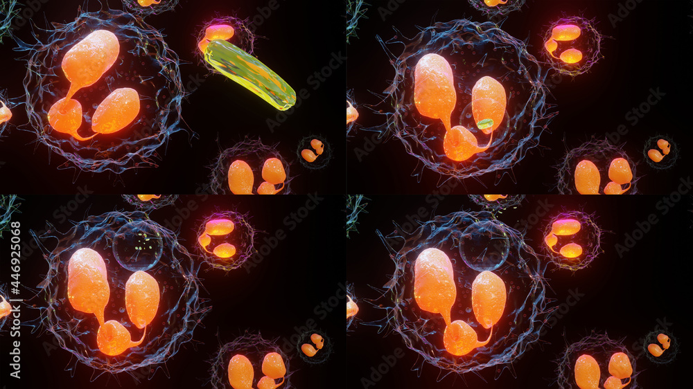 3D illustration of Phagocytosis. Neutrophe that uses its plasma ...