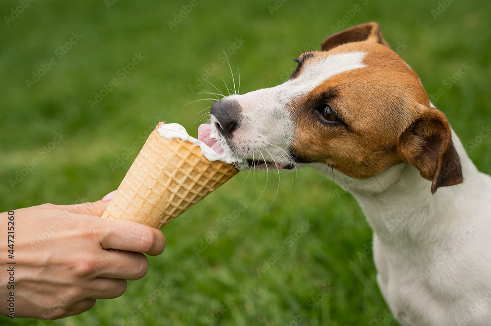Jack russell terrier dog eating ice cream cone on the green lawn. Stock ...