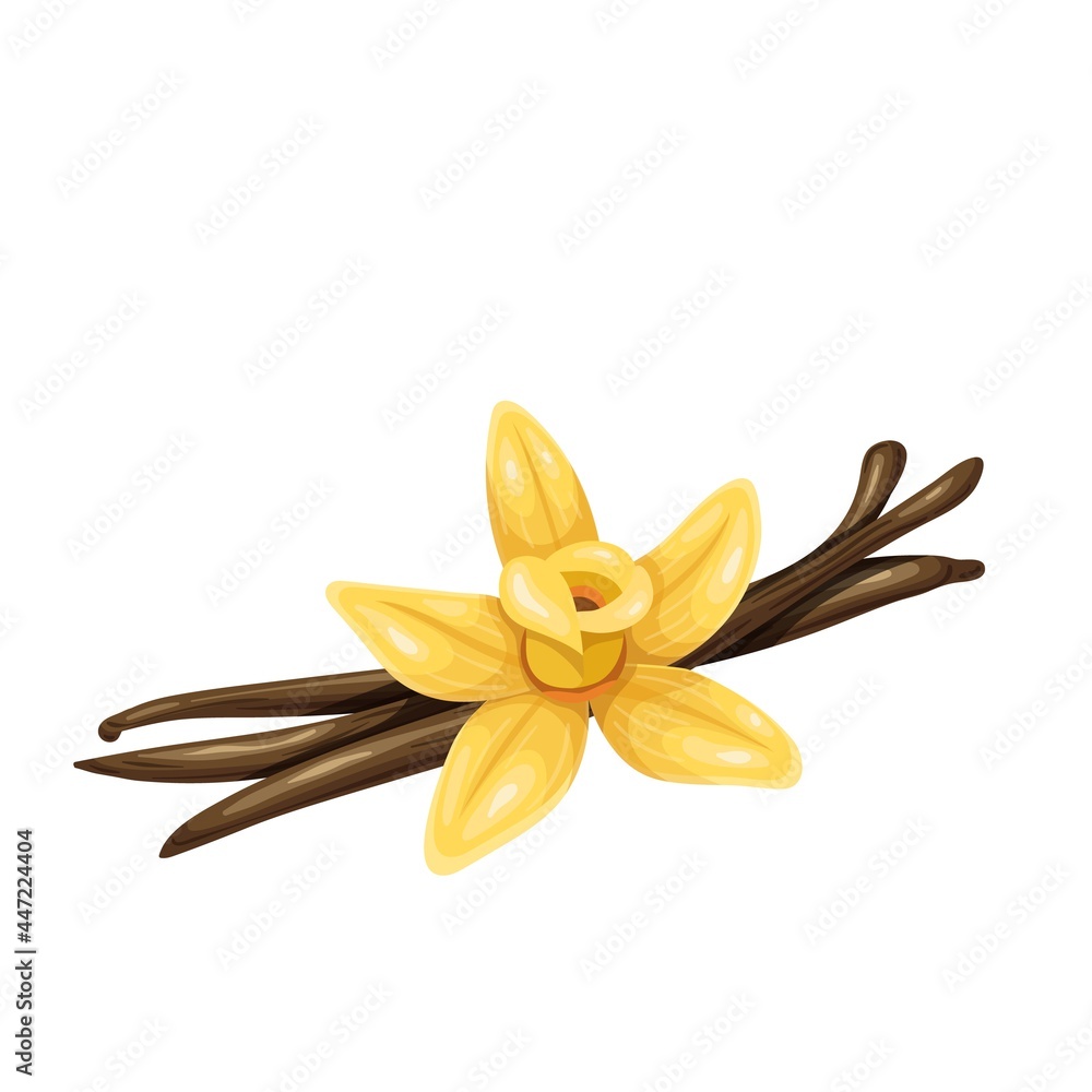 Vanilla flower with dried vanilla pods.Aromatic seasoning ingredient ...