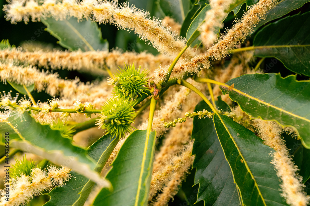 Foto de Stock Castanea sp pertenece a la familia Fagaceae | Adobe Stock
