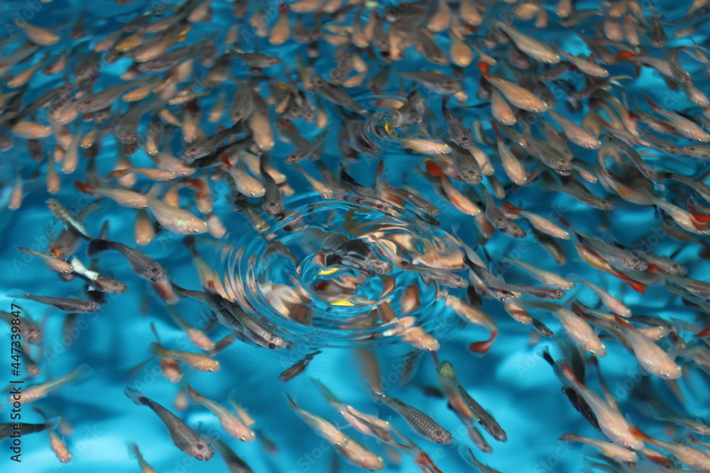 Guppy fish (Poecilia reticulata) swimming near the surface in an ...