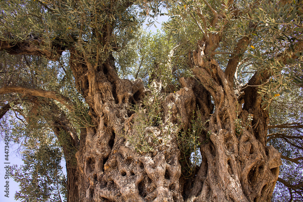 View of 1800 years old Aegean olive tree in Sigacik / Seferihisar ...