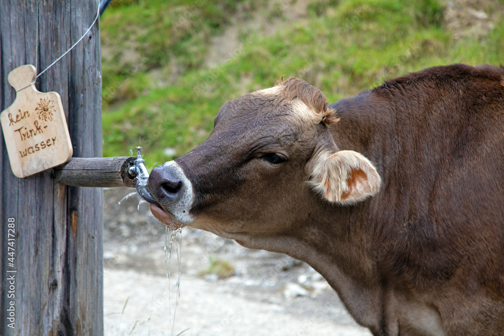 Photo Stock Kuh - lustig - trinken - Brunnen - Allgäu - Braunvieh ...