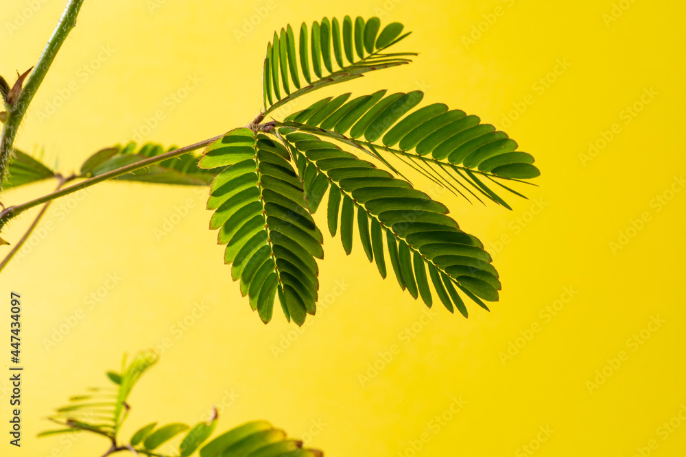 Mimosa pudica, shy, bashful or shrinking also called sensitive plant ...