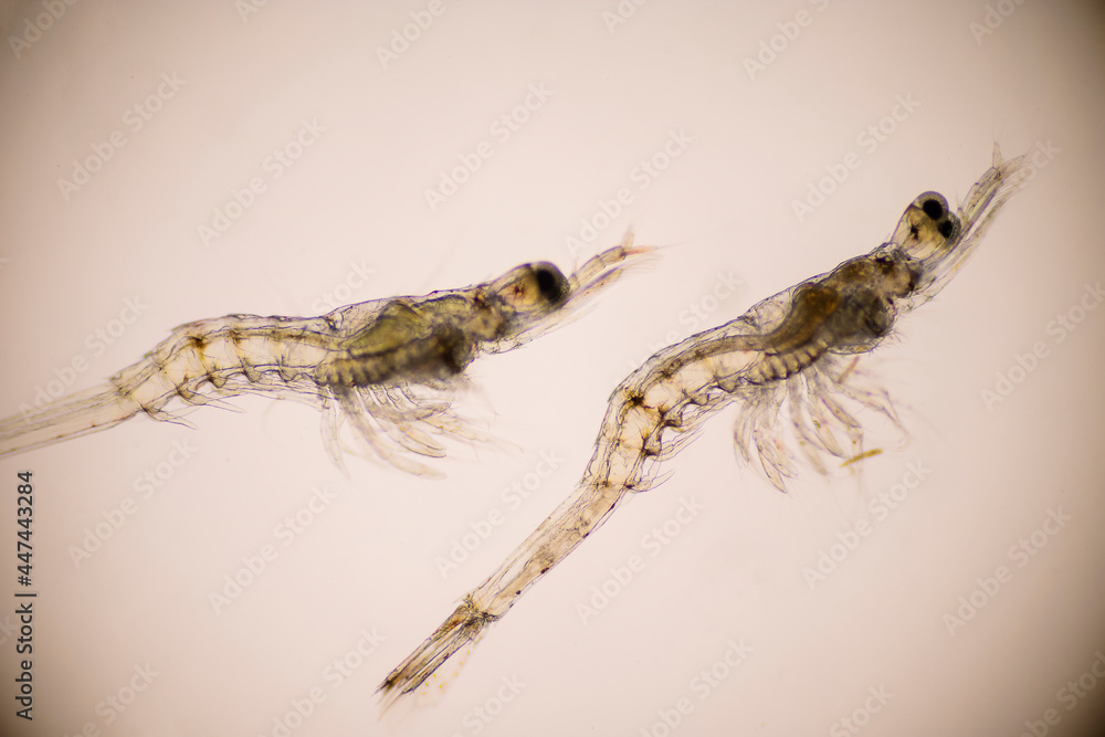 Closeup mysis stage of Vannamei shrimp in light microscope, Shrimp ...