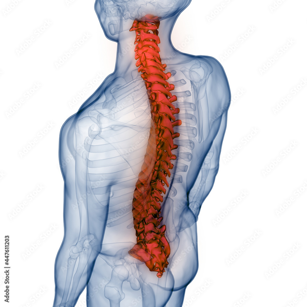Spinal Cord Vertebral Column of Human Skeleton System Anatomy Stock ...